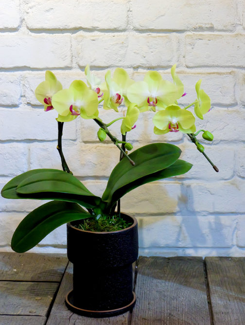 Plants Gift | F U G A